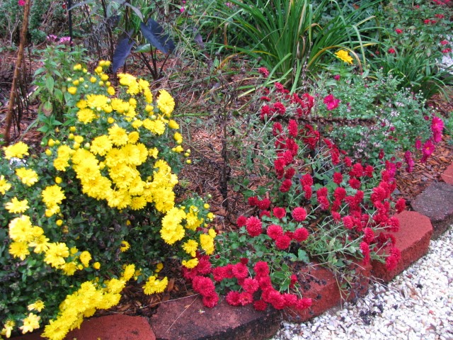 In the Garden: October Lily's