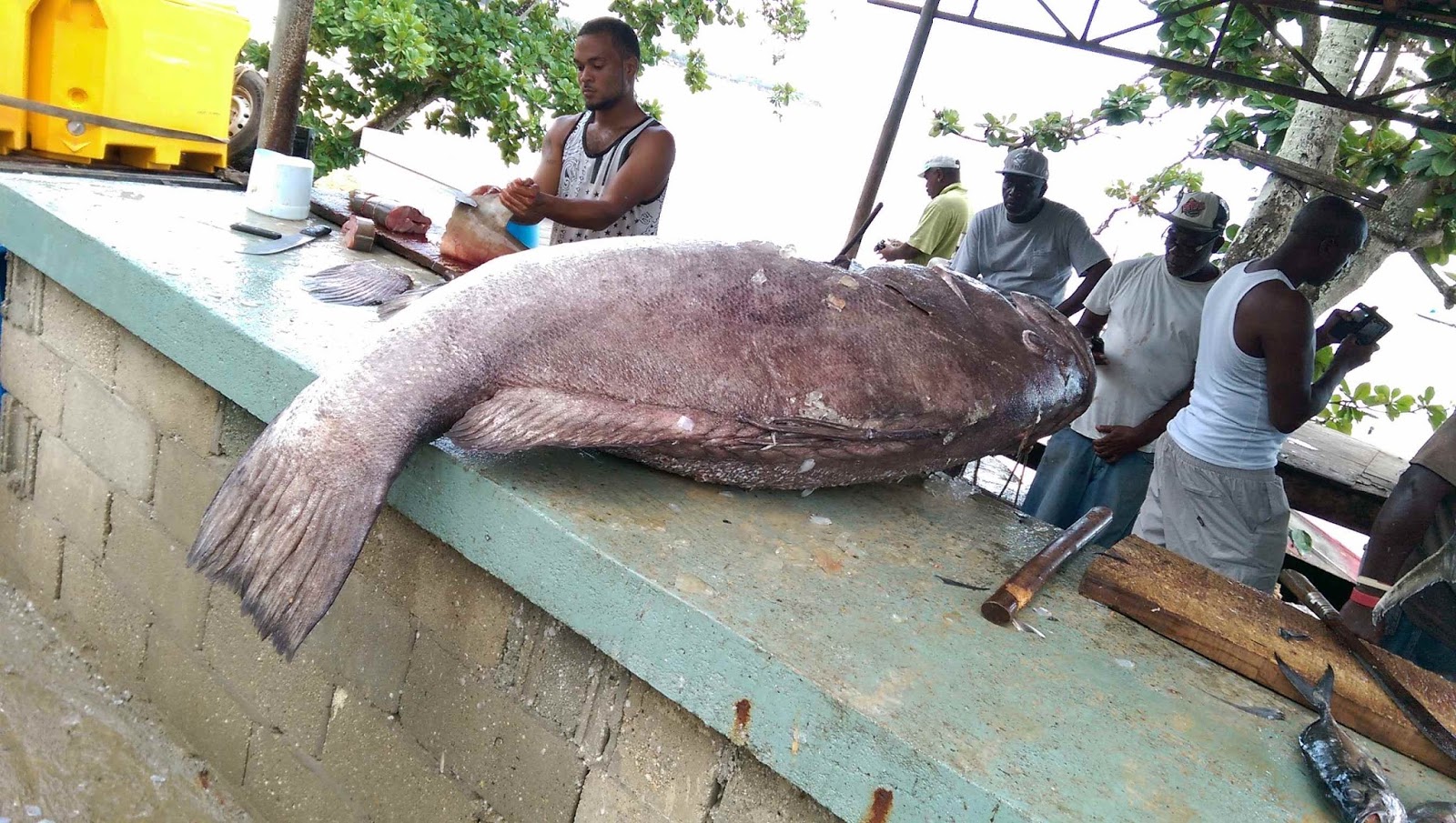 Giant Grouper Eats Man