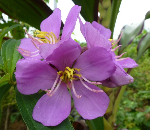 Greenfingers: Bunga di Laman - Senduduk