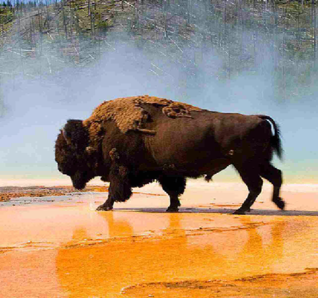 wild animal bison pictures that looks like an ox, cute jungle animals ...