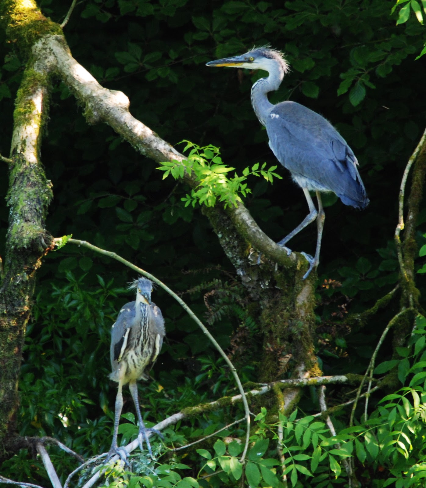 Pembrokeshire Birds: Herons