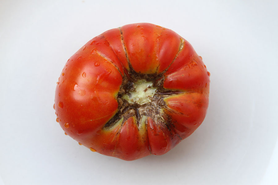 one lonely apricot: photo shoot with the ugliest tomato