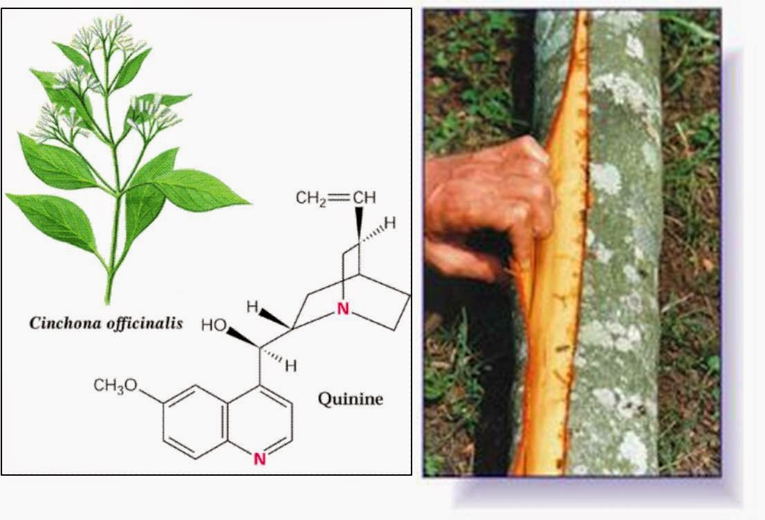 Quinine Tree Bark