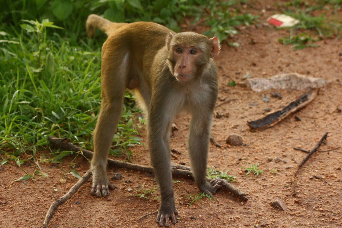 Journeys across Karnataka: on the way to Medak