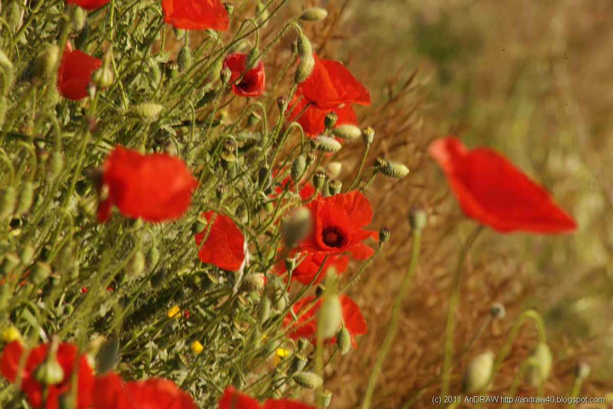 despre viata prin fotografie: despre maci si alte flori