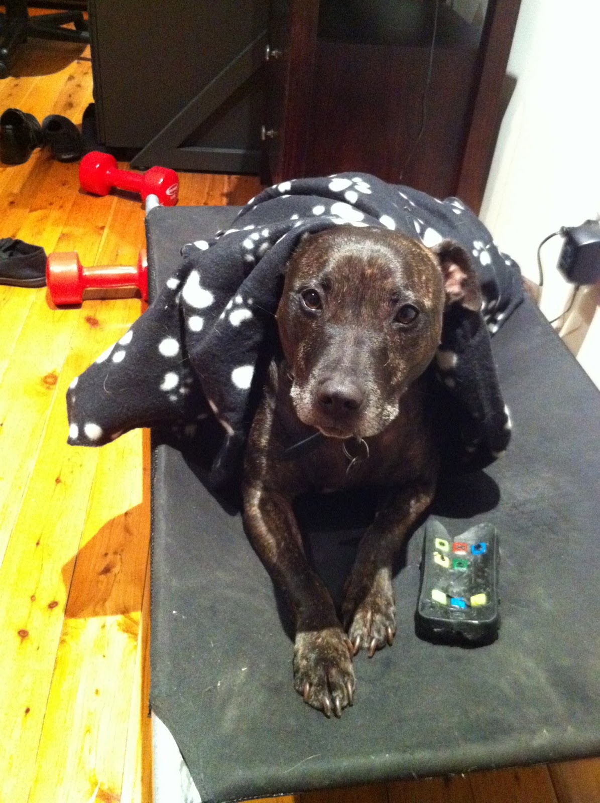 Small Animal Talk: Brandon Cowan: entrepreneur, app-inventor and animal ...