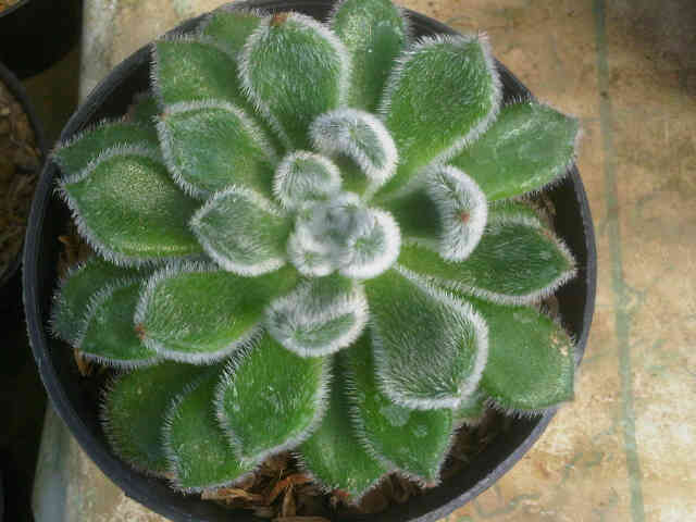 Bibit Tanaman Sukulen Sukabumi | sukabumi nursery