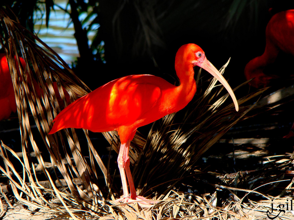 SARAU PARA TODOS: GUARÁ-VERMELHO