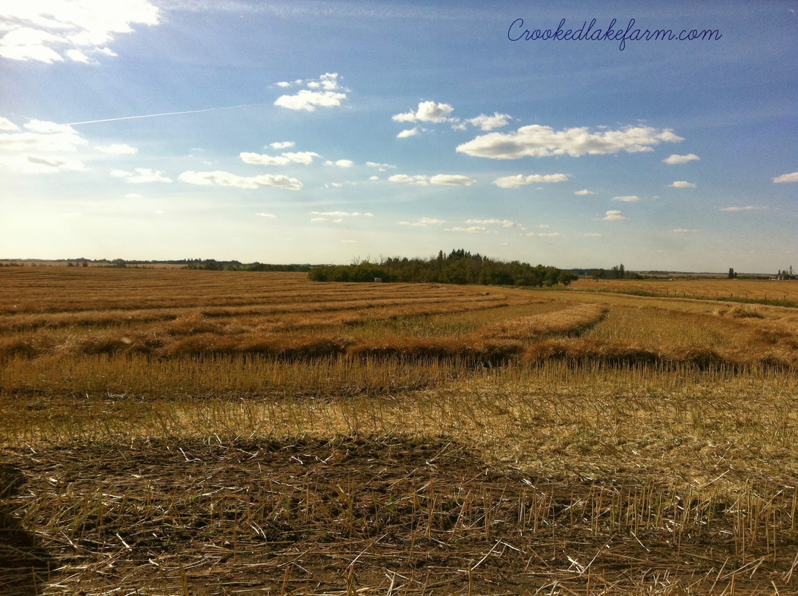 Harvest in Pictures Day 10 | Crooked Lake Farm