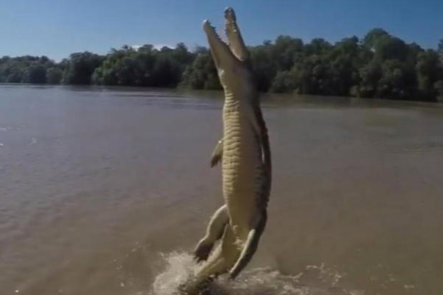 No Mar Profundo: Vídeo incrível mostra crocodilo usando cauda para saltar fora da água