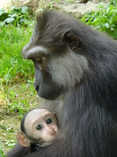 i love central cellebes: Monyet hitam Sulawesi (macaca tonkeana)