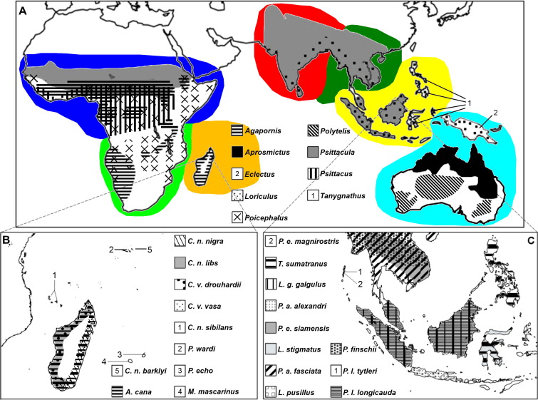 Species New to Science: [Ornithology • 2011] The Evolution of the ...