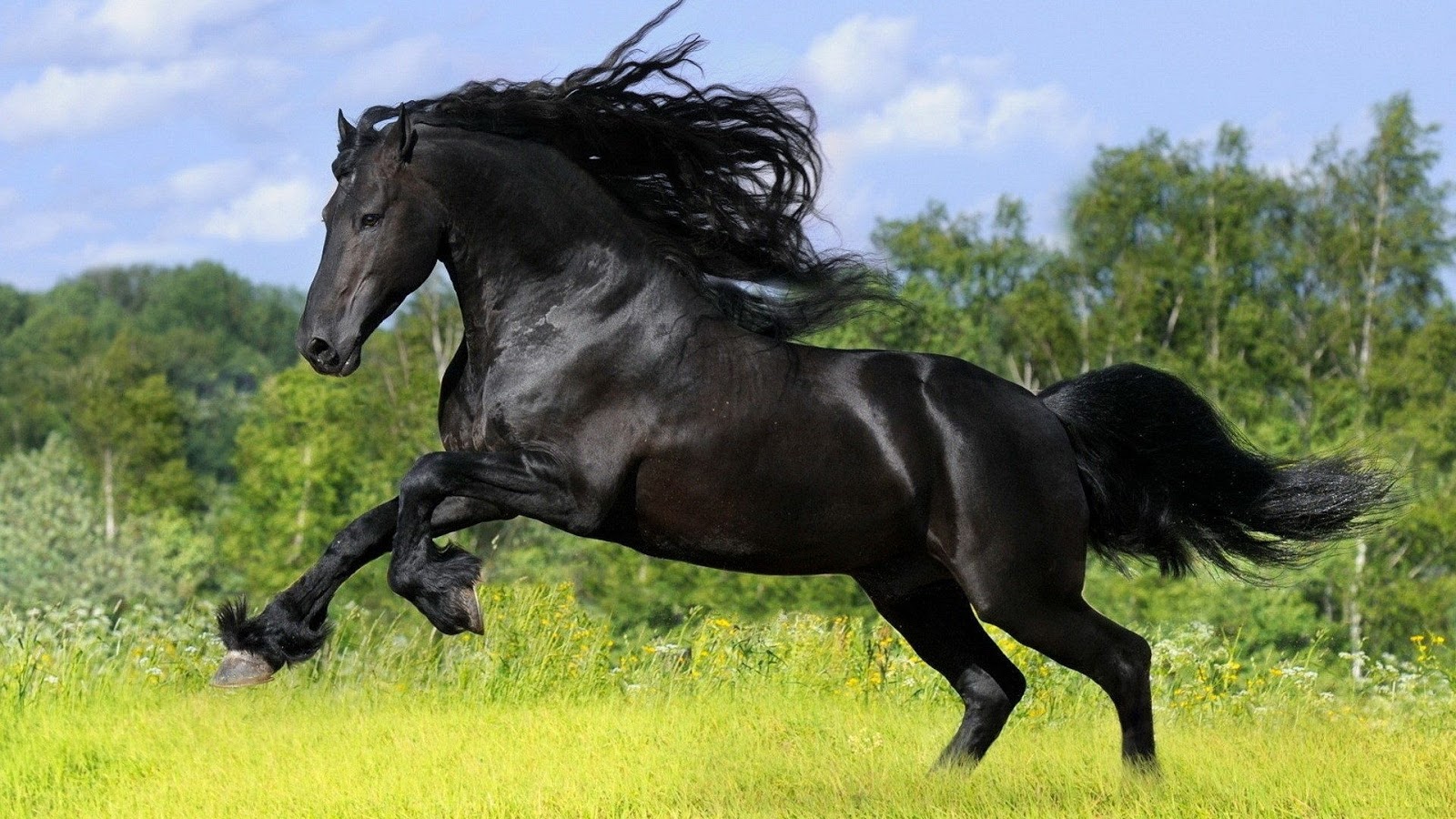 Scientia potentia est: Andalusian probably the most beautiful horse in ...