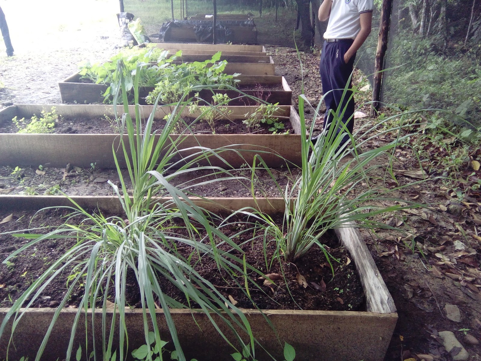 La Limonaria: Nuestro cultivo de Limonaria