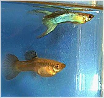 Swordtail Guppies: Moscow & Japan Blue Swordtails