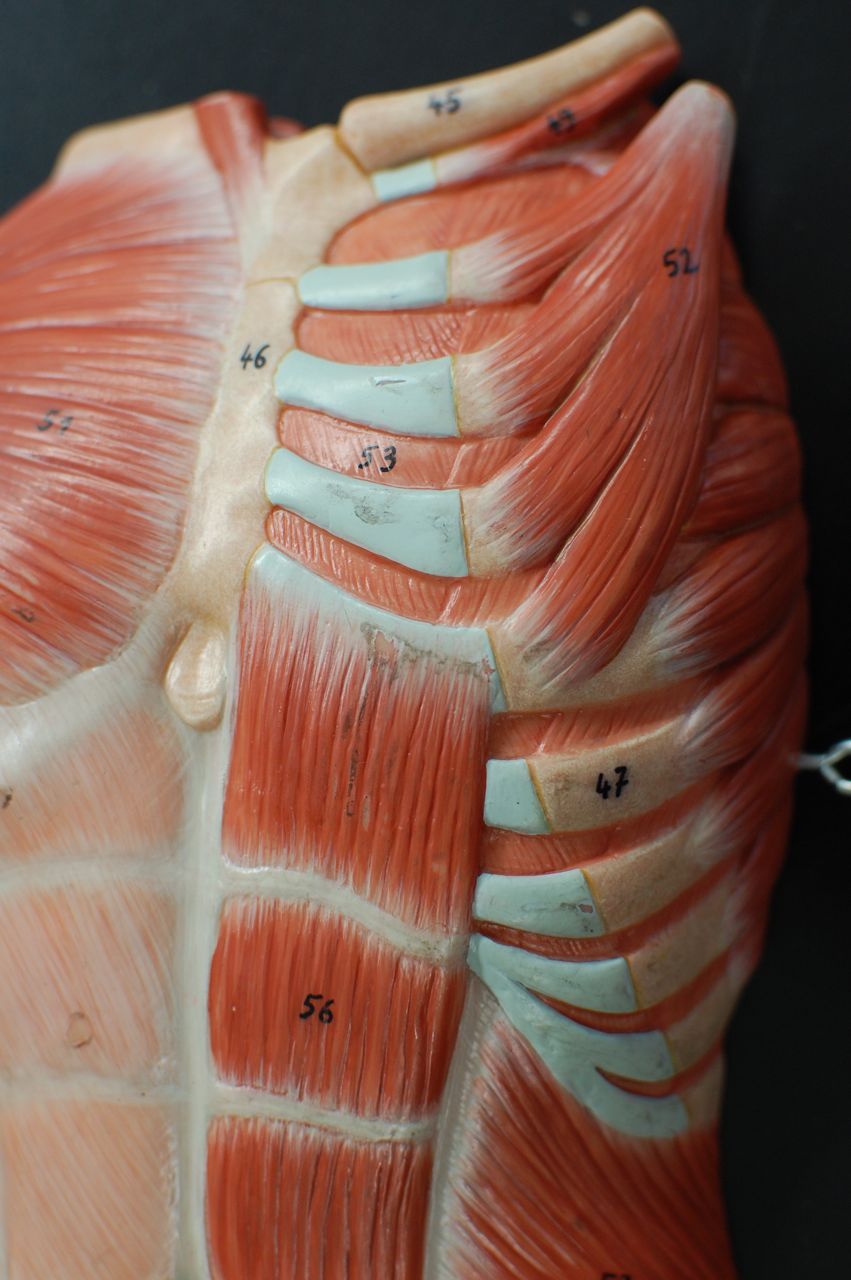 Torso Muscles Labeled : The muscles of the back and abdomen help to ...