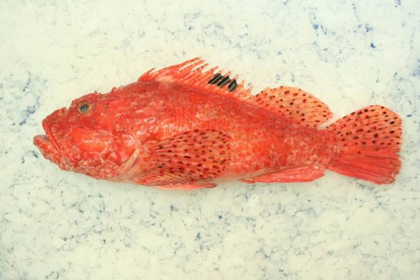 A Pesca do Jorge Santos