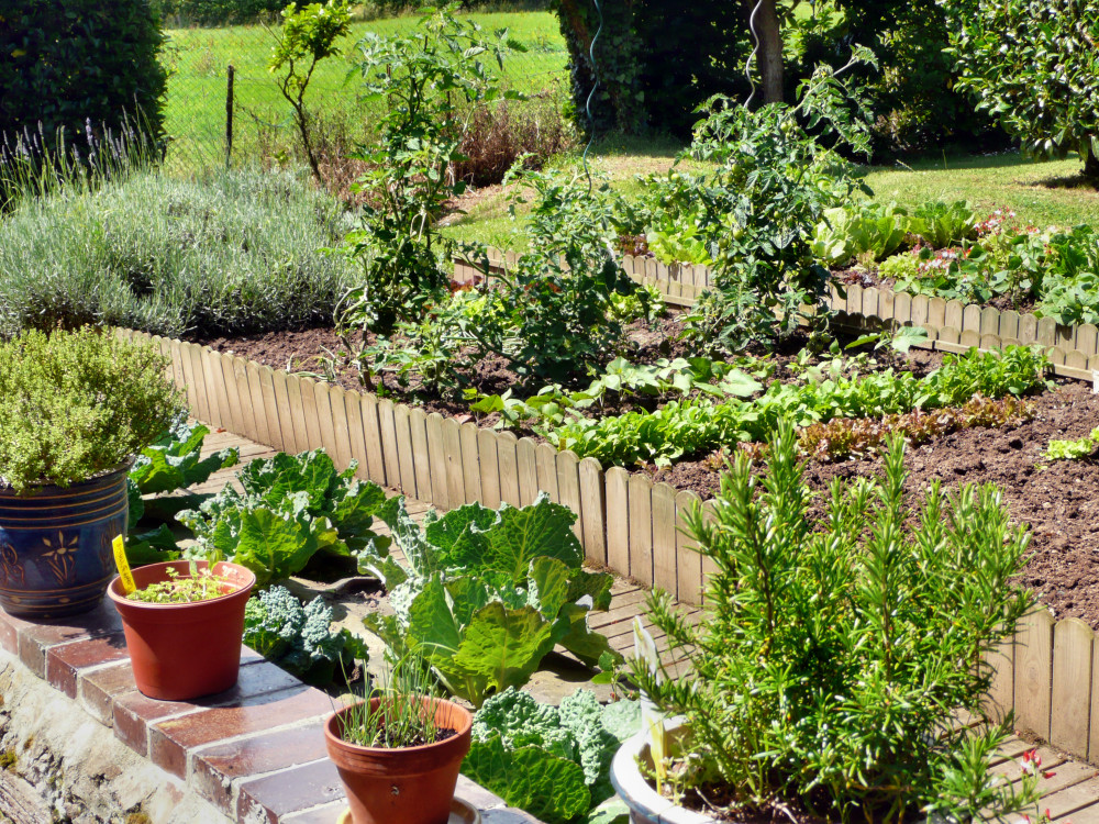 Normandy Life: July - Potager Update