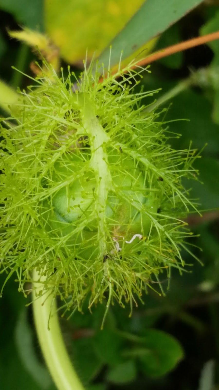 Warisan Petani: Pokok Letup-letup.