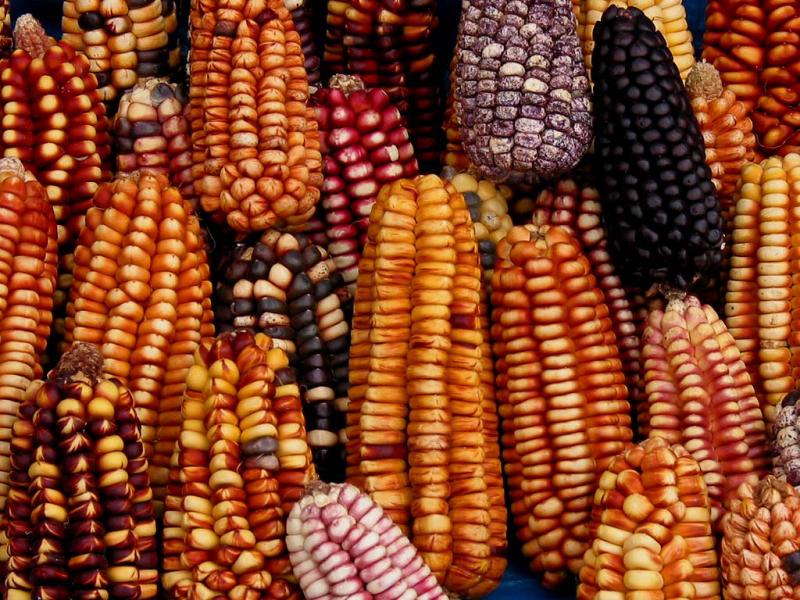 A VUELO DE UN QUINDE® - EL BLOG !!!!! .::::.: ARQUEOBOTÁNICA: Los ...