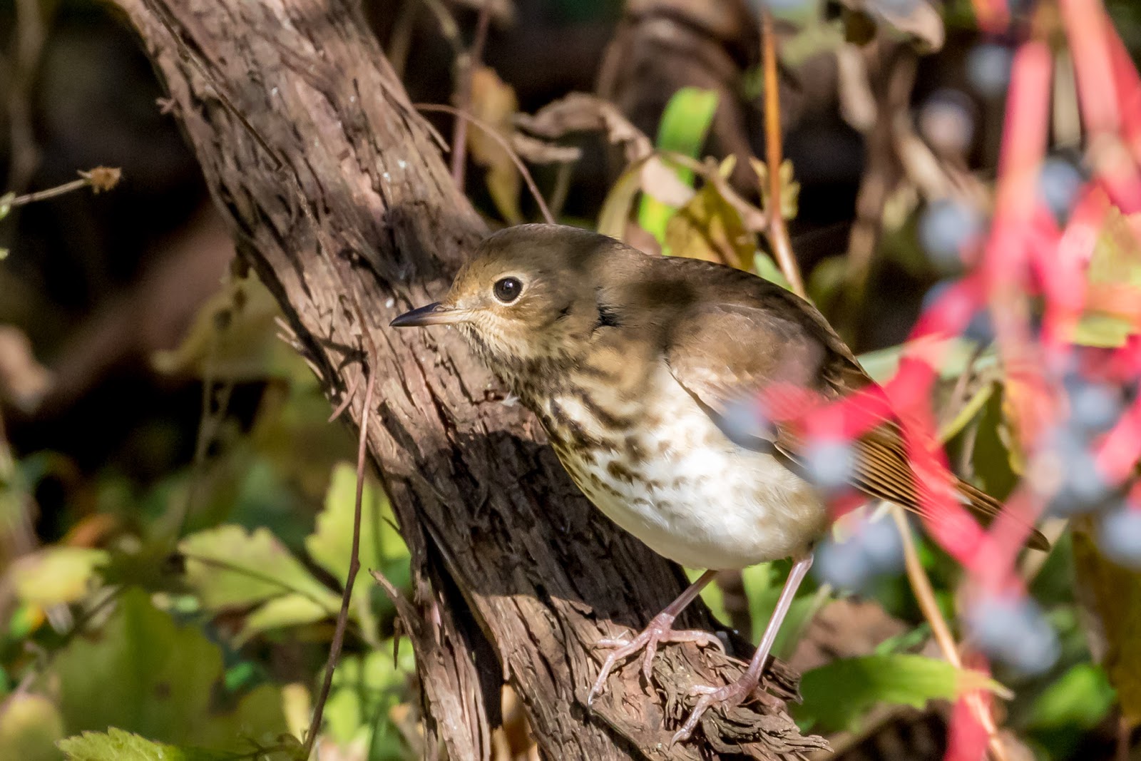 Hermit thrush.