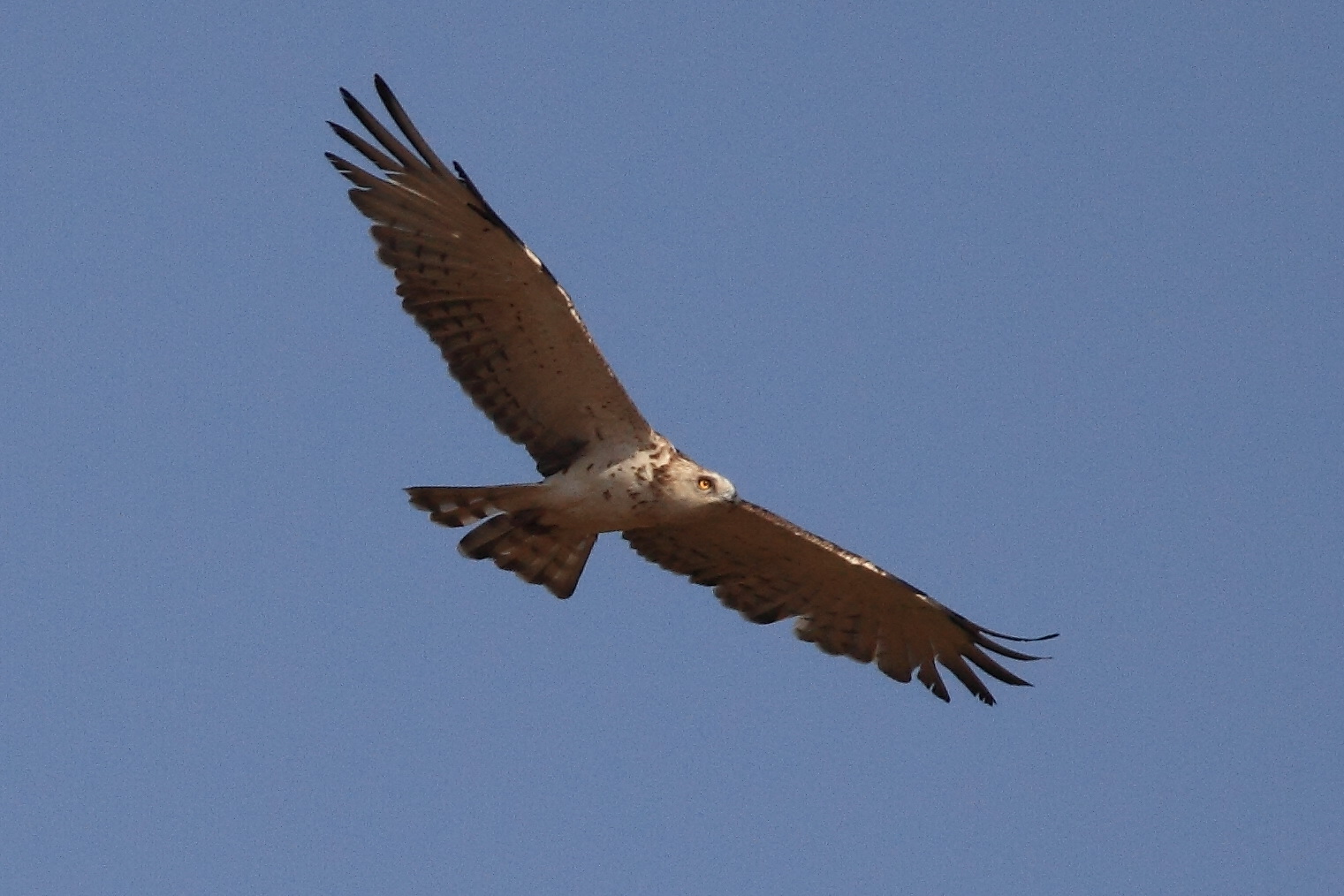 Fotografía y Naturaleza en Doñana: Culebrera Europea (Circaetus gallicus)