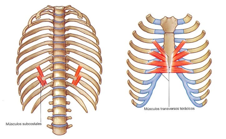 Miología Tórax - Kinesiología para Estudiantes