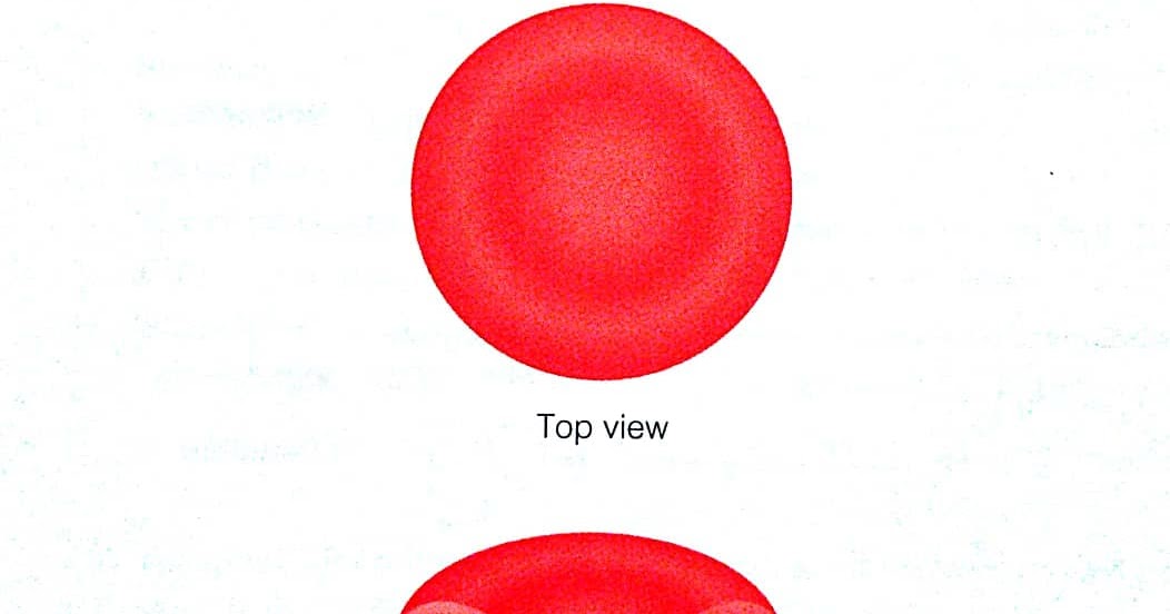 Visionary Thinker: MyNOTES: Apa itu Sel darah merah atau RBC?