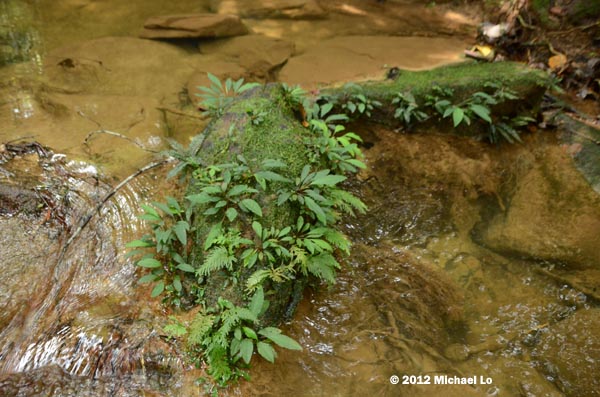 The rainforests of Borneo & Southeast Asia: Piptospatha ridleyi ...