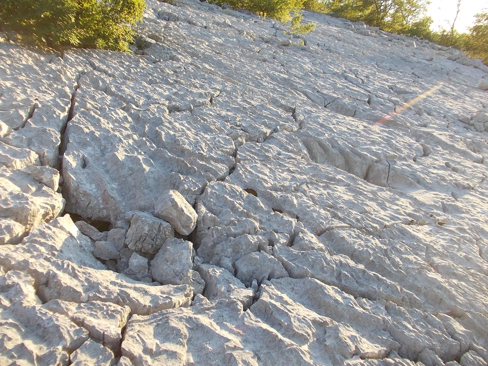 FOSILI - HERCEGOVINA: RAZNI (NOVO)OTKRIVENI FOSILI BILJAKA I ŽIVOTINJA ...