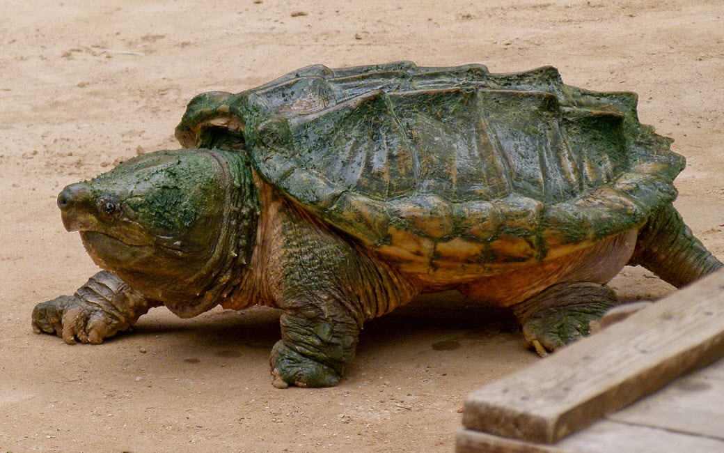 Animal You: Alligator Turtle