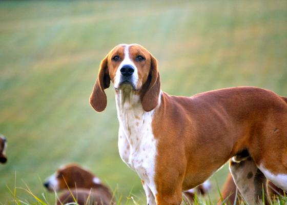 Dog Colours and Their Genes: What is Colour? (Explaining Melanin)