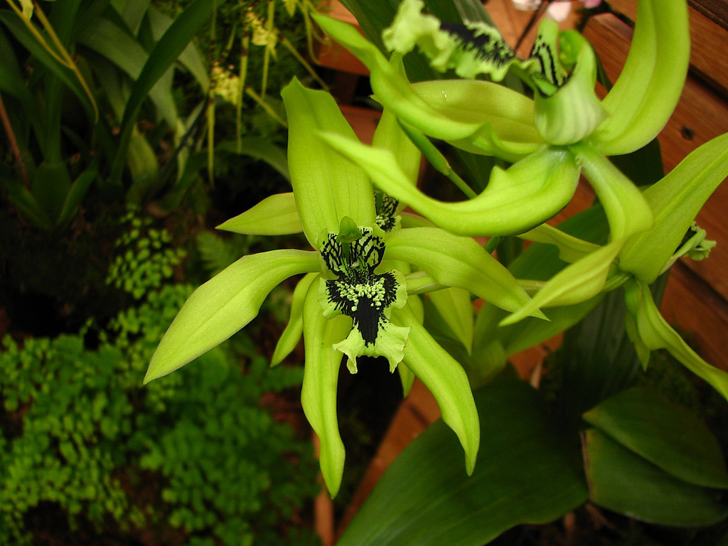 Alam Mengembang Jadi Guru: Anggrek Hitam (Coelogyne pandurata)