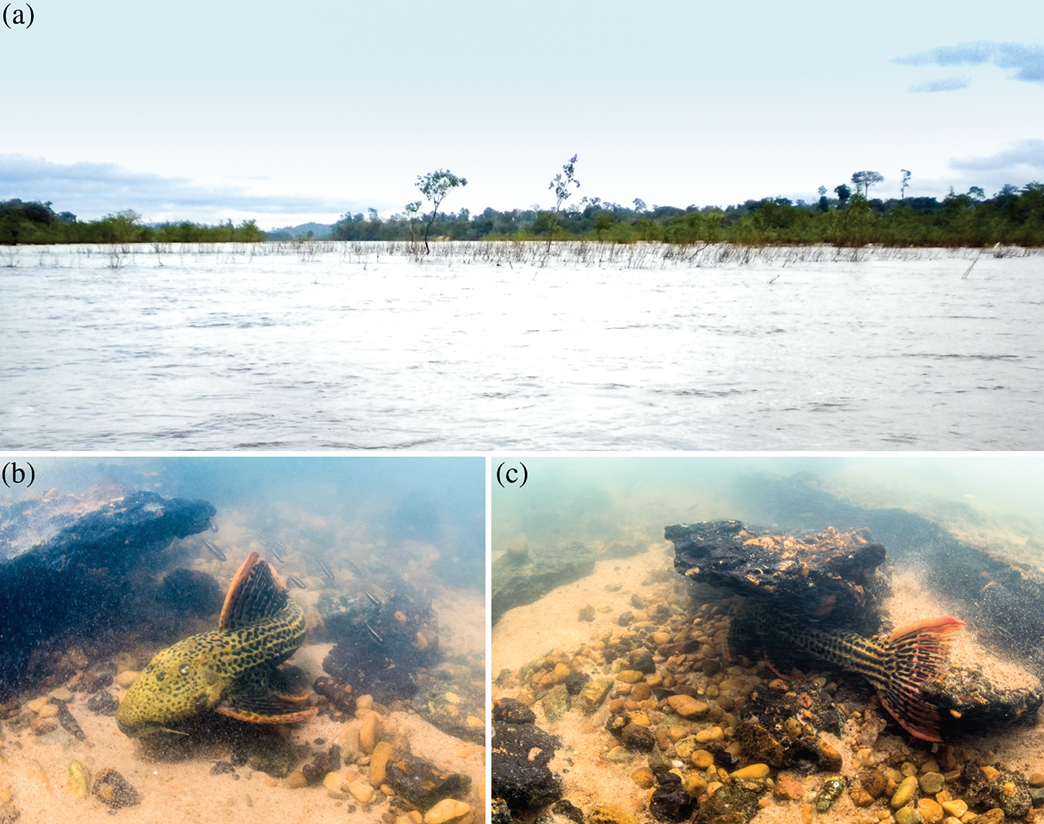 Species New to Science: [Ichthyology • 2016] Pseudacanthicus pirarara ...