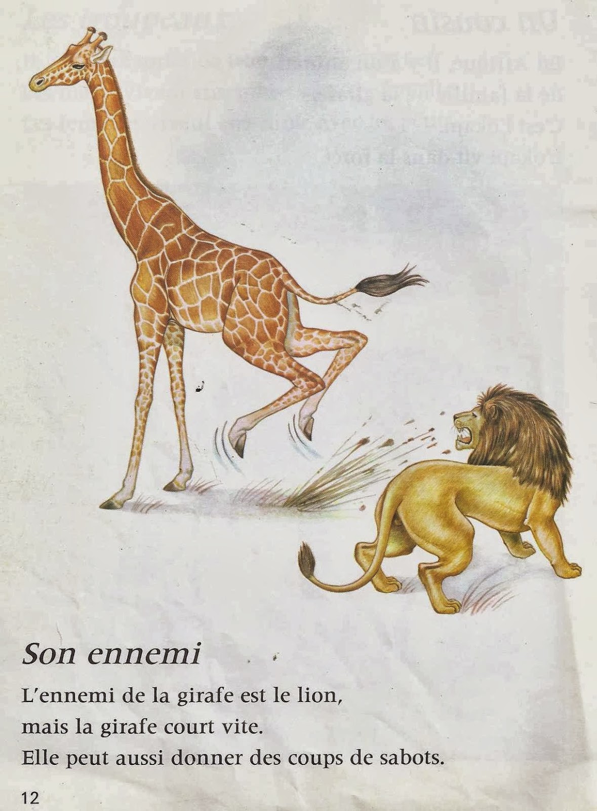Leçons de choses: La girafe