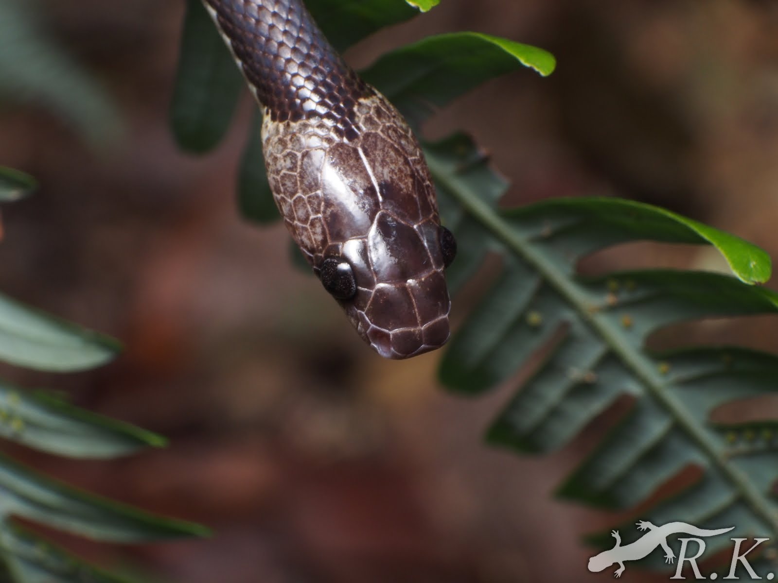 小さな隣人たちの世界: サキシマバイカダ Lycodon ruhstrati multifasciatus (Maki, 1931)