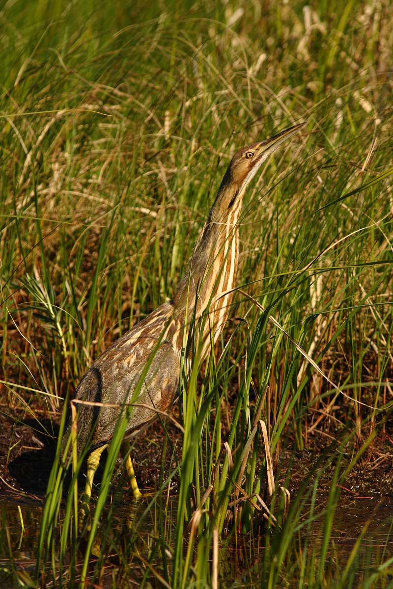 One Thousand Days in Nature: Napping for Tigers