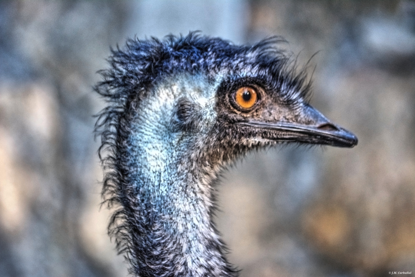 El Blog de Isa y Juan: El emú