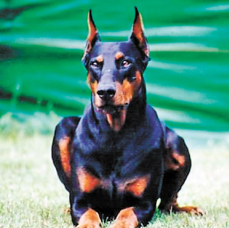 Fotos Estas son las 12 razas de perros peligrosos que se quiere ...