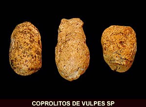 ALGO MÁS QUE HUESOS: ARQUEOZOOLOGÍA: Los Coprolitos