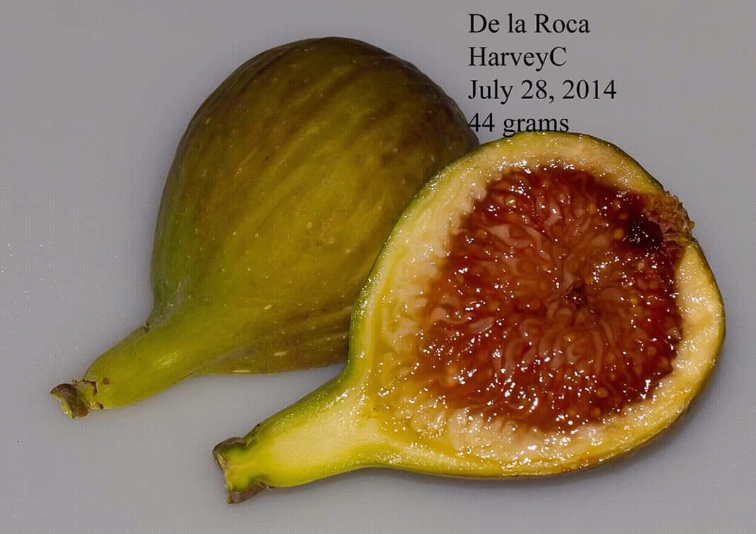 De La Roca Fig - Var Tin