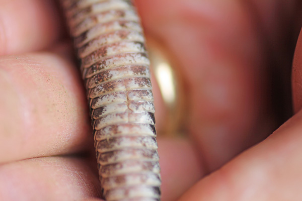 snaketalk | Just another WordPress.com site | Page 8