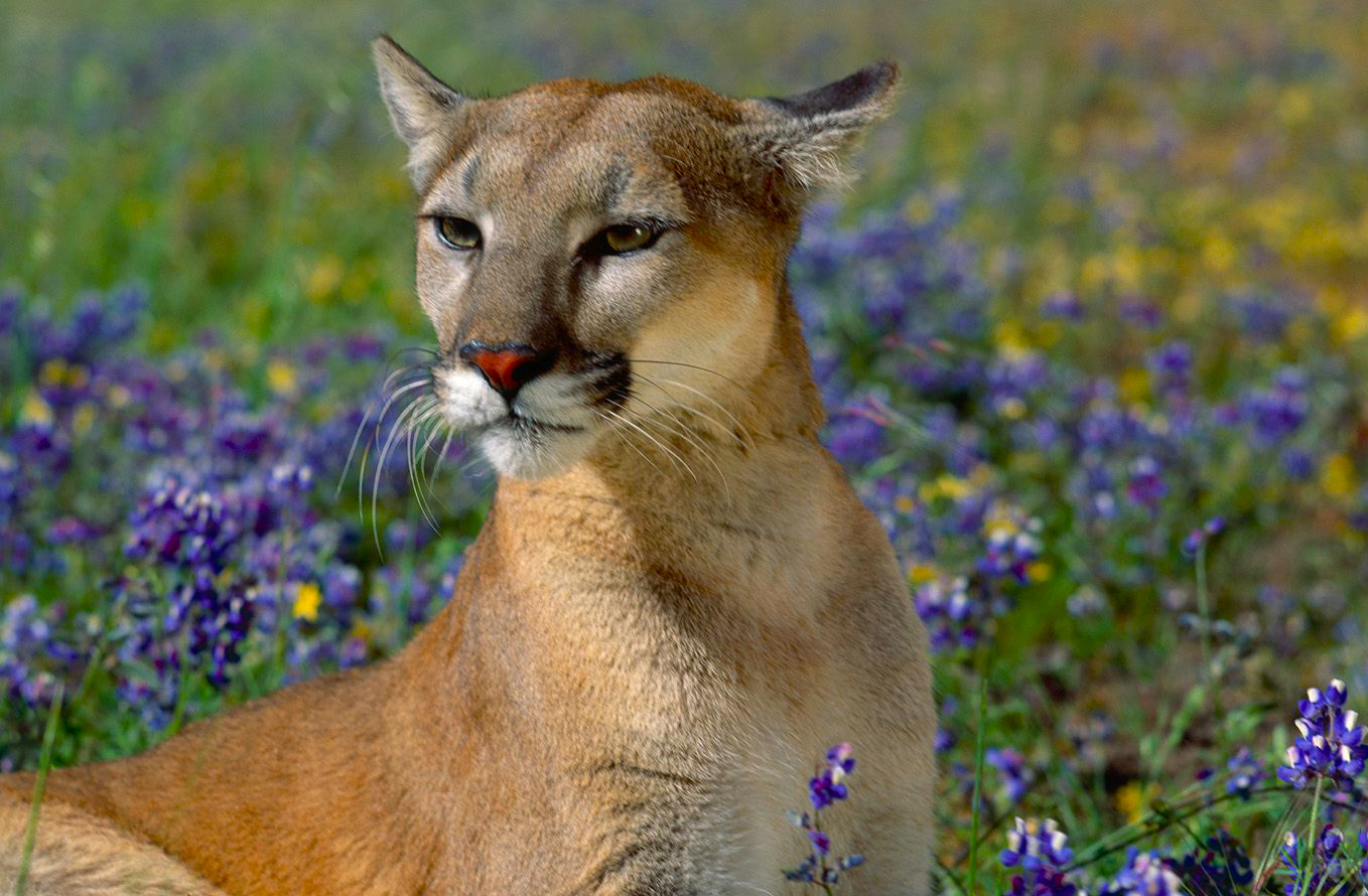 Chile sus mitos y leyendas: La leona de la montaña de Yevide.