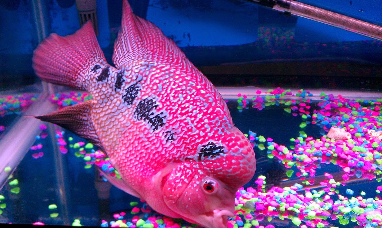 Fish Planet: Vastu fish - Arowana Sale..