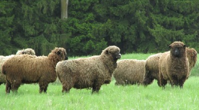 Serenity Farms...raising Corriedale sheep and wool in the middle of the ...