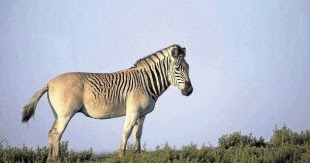 Science Bureau: Reviving an Extinct Zebra Subspecies