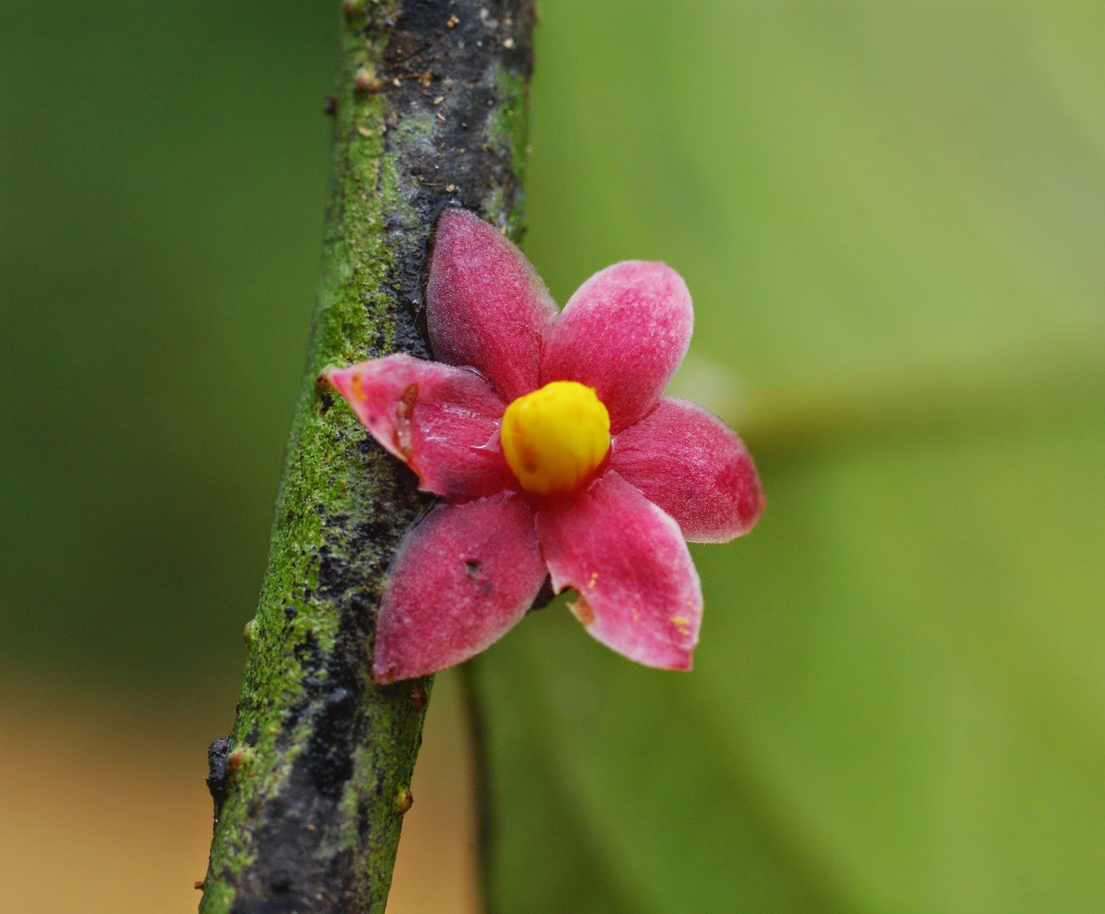 Species New to Science: [Botany • 2015] Sirdavidia solannona • An ...