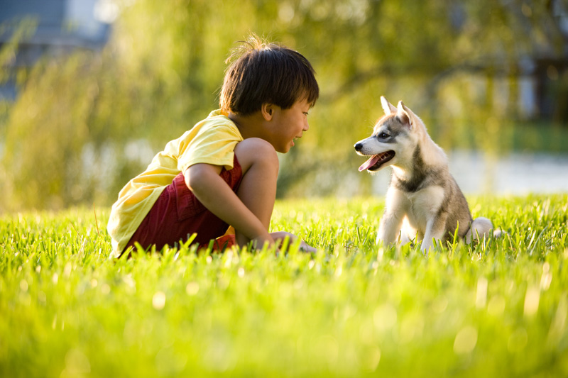 Companion Animal Psychology: What Pets Do Children Have, And Which Do ...
