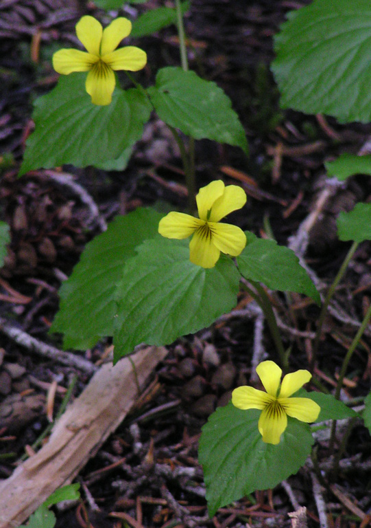 Strathcona Park: Divers Lake