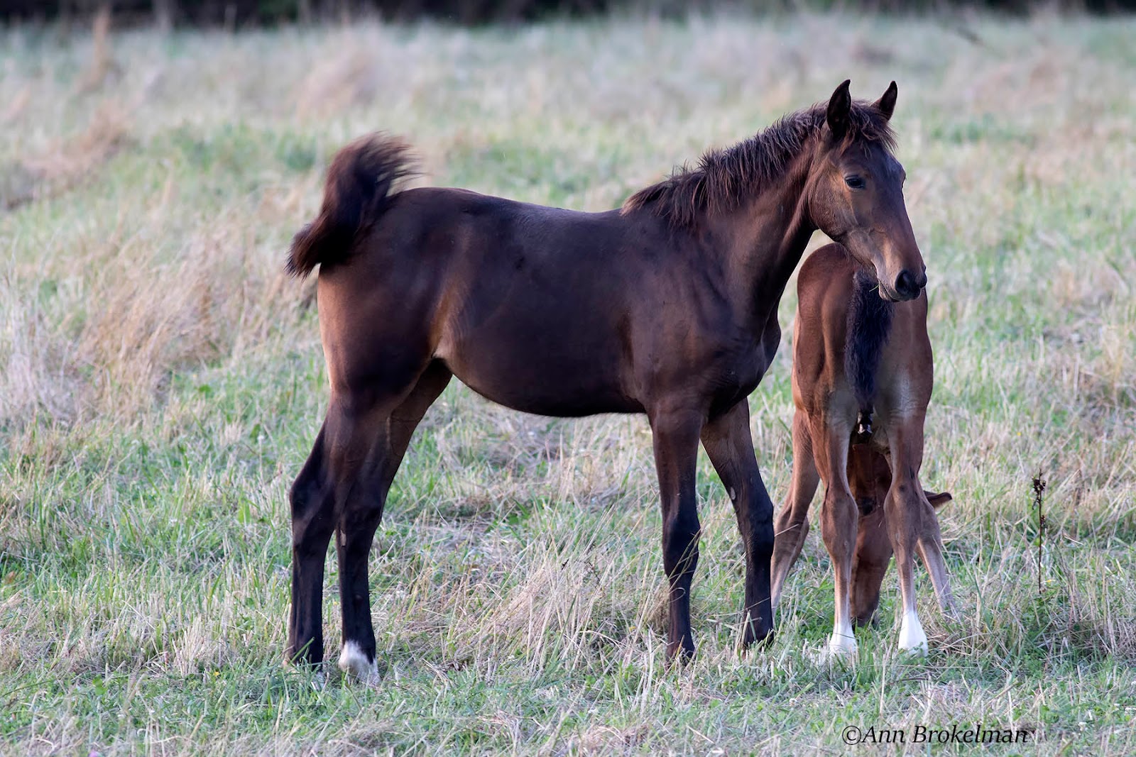 Ann Brokelman Photography: Horse and Colt on a back road Sept 2016